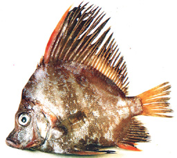 90. 황줄돔 Histiopterus typus Temminck et Schlegel : 네이버 블로그