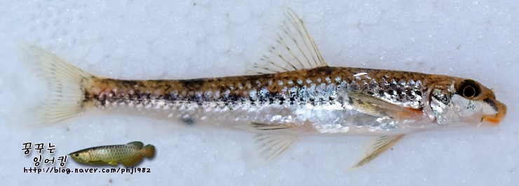 돌마자(Microphysogobio yaluensis (MORI,1928) : 네이버 블로그