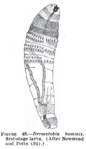 구더기파리: 사람구더기파리 Dermatobia hominis - 3 - 기생과 치료 : 네이버 블로그