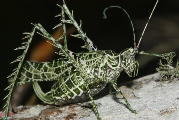 송라여치(phaneroptera markia hystrix) 소개 : 네이버 블로그