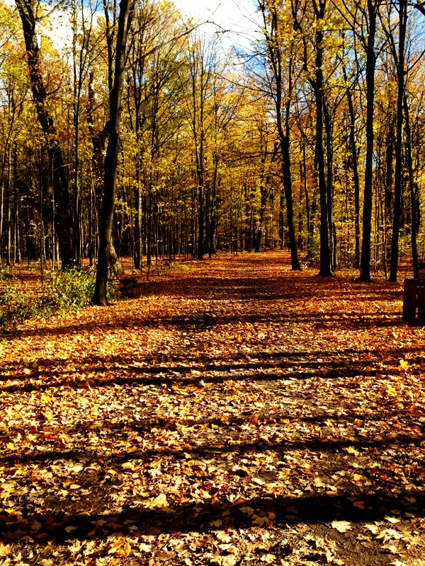 (몬트리올) 가을 가득 품은 수목원 산책로 - 맥길 대학 맥도날드 캠퍼스의 Morgan Arboretum : 네이버 블로그