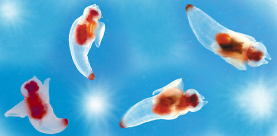 클리오네 (clione) : 네이버 블로그