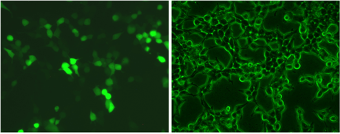 - 생명과학실습 report : 네이버 블로그