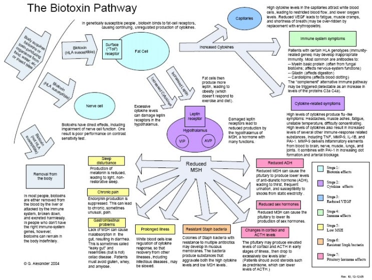 Biotoxin - 만성 피로의 이해를 넓히다 [동네명의 박춘묵 원장] : 네이버 블로그