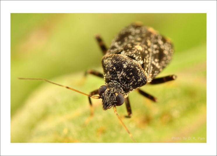 흰솜털검정장님노린재(Charagochilus angusticollis) : 네이버 블로그