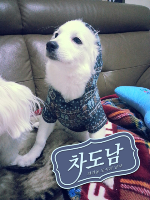 강아지 겨울옷 만들기 강아지후드티 앵두보다 금동♥ 네이버 블로그