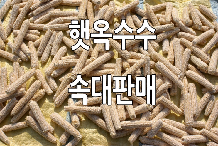 가글용옥수수속대파는곳옥수수수염차용옥수수수염말린것판매마른옥수수알껍질깐옥수수알판매옥수수범벅용옥수수알곡판매옥수수재배사료용