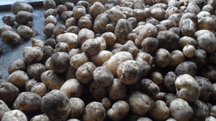 알아서 손해볼것 없는 농사 일반 상식..!! : 네이버 블로그