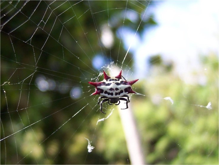 별거미(Star spider) : 네이버 블로그