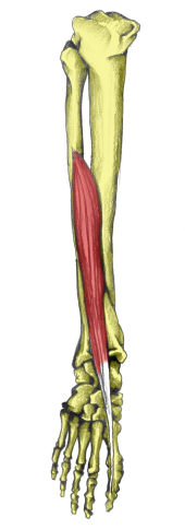 해부학 / 장모지 신근 / 긴엄지 폄근 / Extensor Hallucis Longus : 네이버 블로그