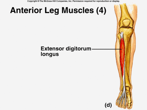 해부학 / 장지신근 / 긴발가락 폄근 / Extensor Digitorum Longus : 네이버 블로그