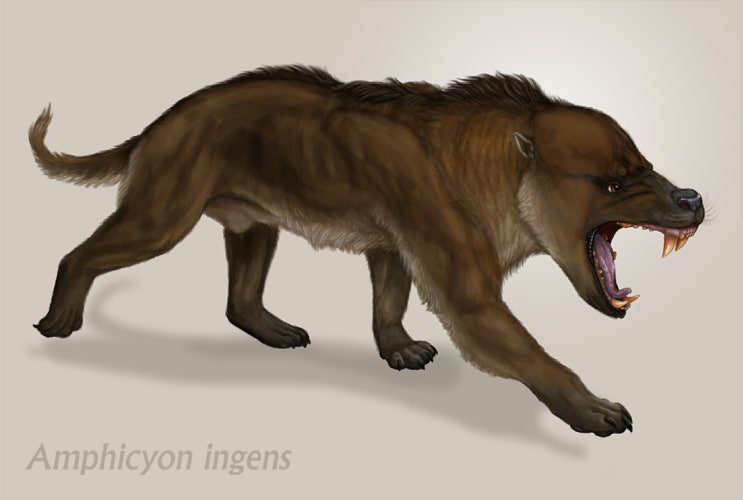 암피키온Amphicyon에 대하여; 암피키온 인겐스, 암피키온 마조르, Amphicyon ingens, Amphicyon ...