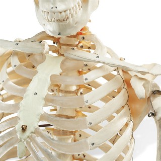 전신골격모형,넘버링,Numbered Budget Bucky Skeleton Model(CH10N) : 네이버 블로그