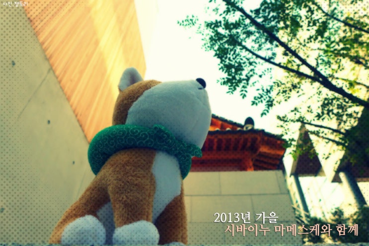 시바견 마메스케 mamesuke와 함께보낸 2013년 가을 : 네이버 블로그