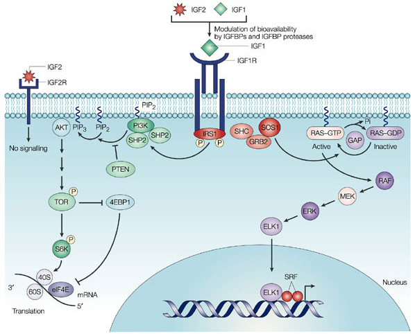 인슐린유사성장인자-1(IGF-1), 그리고 결합단백 IGFBP3 : 네이버 블로그