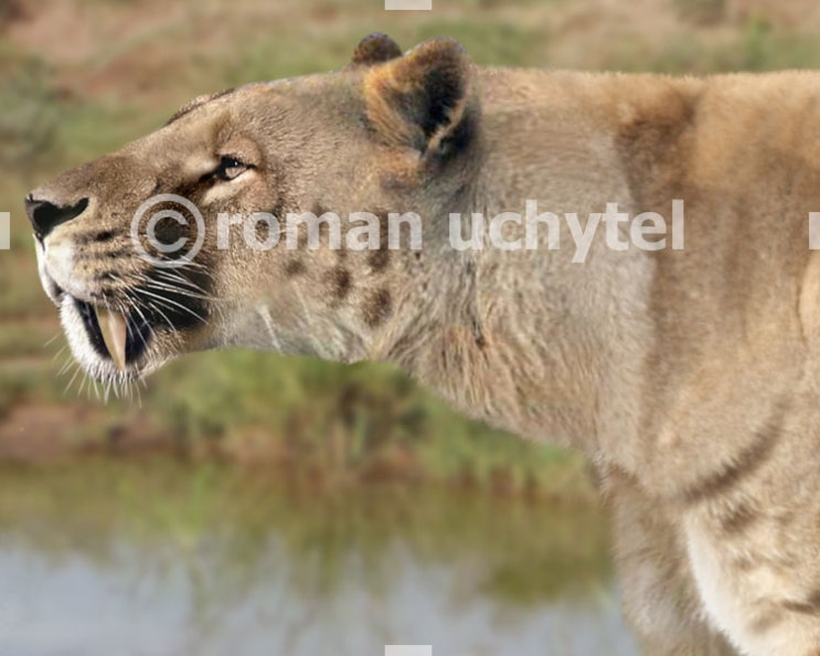 마카이로돈티나이Machairodontinae 맹수들에 대하여2 ; 마카이로두스 카비르(Machairodus kabir ...