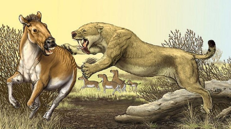 발보우로펠리스와 에피키온에 대하여 ;Barbourofelidae, Barbourofelis fricki, Epicyon ...
