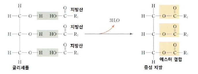 지질(lipuid) : 네이버 블로그