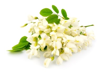 [천연재료] 아카시아 콜라겐_Acacia Collagen : 네이버 블로그