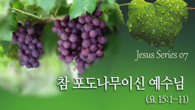 나는 포도나무요 너희는 가지니_ 요15:5 : 네이버 블로그