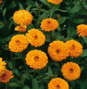 [이플린 화장품 성분] 카렌둘라꽃수 (Calendula officinalis flower water) : 네이버 블로그