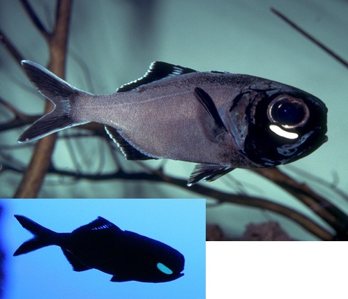 Photoblepharon Palpebratus Is A Unique Glowing Oddball For, 59% OFF