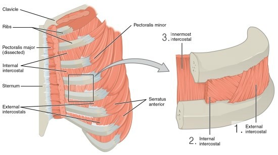 [해부학수업]늑간근(Intercostals) / 기초해부학 : 네이버 블로그