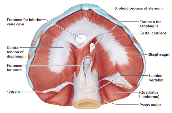 [해부학수업]횡격막(Diaphragm) / 다이어프램 / 가로막 : 네이버 블로그