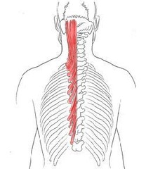 [해부학수업] 반극근(Semispinalis) / 다열근(Multifidus) : 네이버 블로그