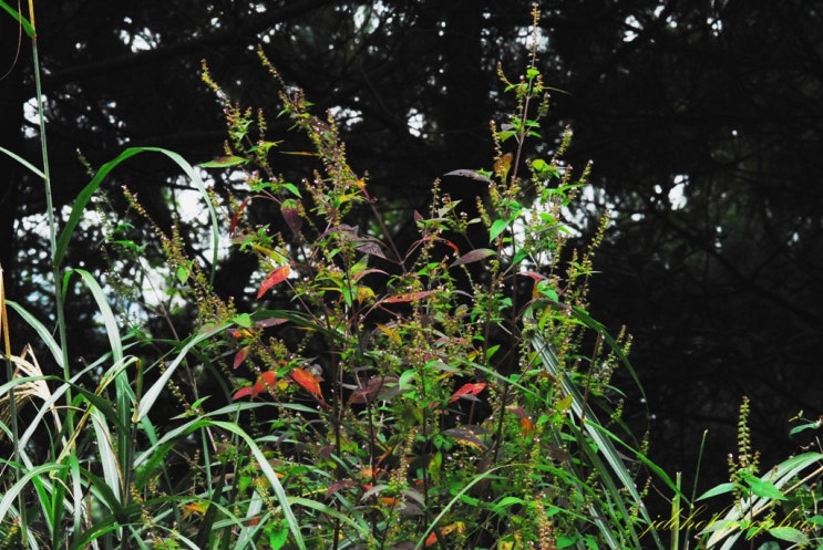 들깨풀(Mosla scabra (Thunb.) C.Y.Wu & H.W.Li) : 네이버 블로그