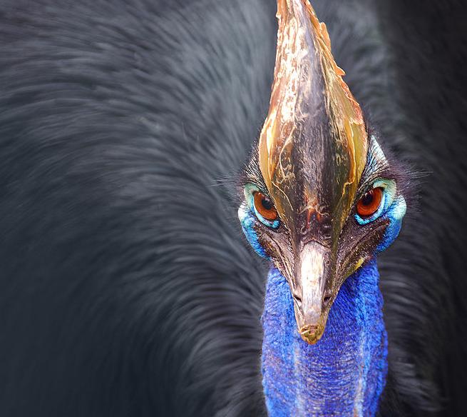 화식조에 대하여 ;화식조(火食鳥, Cassowary), 에뮤(Emu), 레아(Rhea), 키위(Kiwi), 주조류(走鳥類 ...