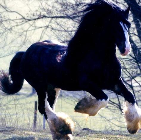 마왕(馬王) 샤이어(Shire)에 대하여 ;영국산 말의 품종, 아랍마, 중동마, 조랑말(Pony), 제주마, Zebra, 황제 ...