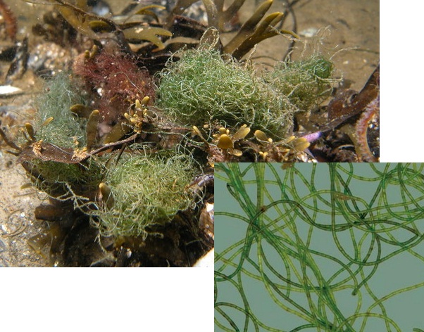 Chaetomorpha spp. - Spaghetti Algae, 염주말 : 네이버 블로그