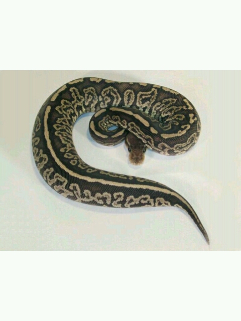 오닉스 볼 파이톤(onyx ball python) : 네이버 블로그