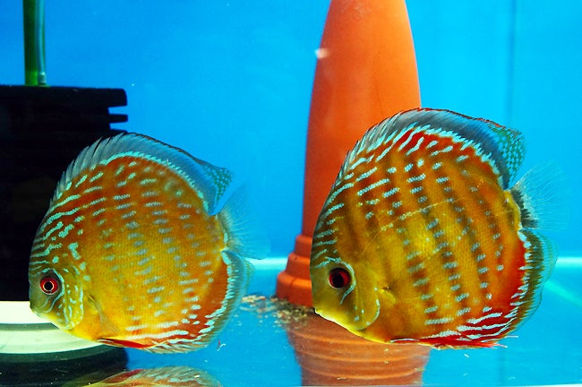 Cuipeua Royal pair : 네이버 블로그