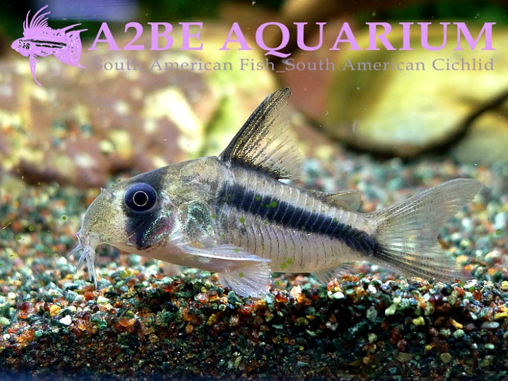 Corydoras axelrodi vs Corydoras axelrodi deckeri : 네이버 블로그