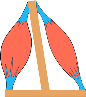 NASM. 변경된 상호억제(Altered Reciprocal Inhibition) : 네이버 블로그