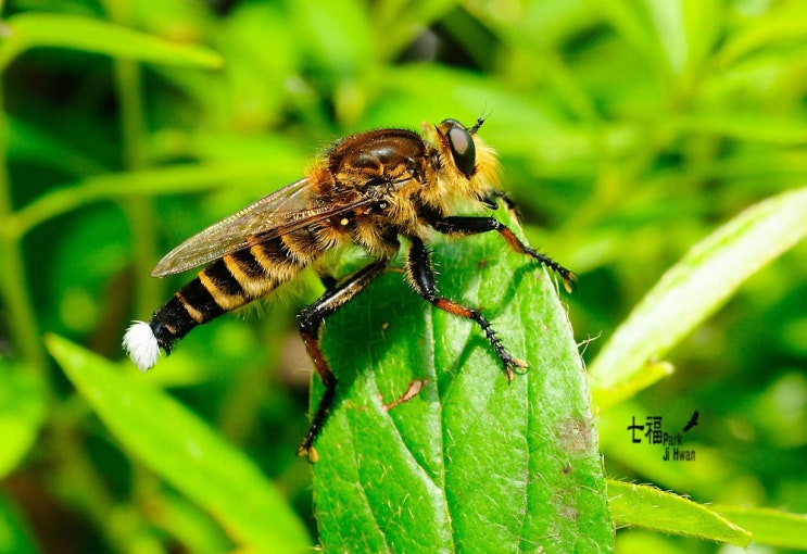 파리매 Promachus yesonicus : 네이버 블로그