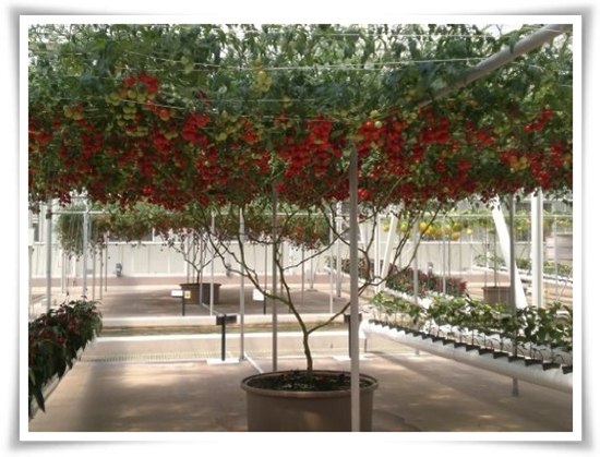 토마토 나무 (Italian Tree Tomato) : 네이버 블로그