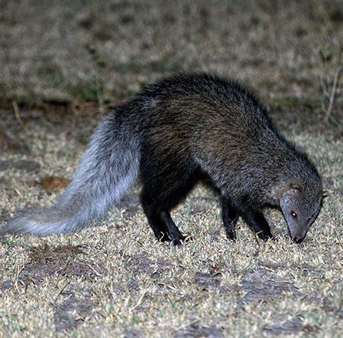 몽구스왕 흰꼬리몽구스에 대하여 ;몽구스vs코브라, 몽구스vs블랙맘바, 몽구스 뱀, 마다가스카르식육과, Falanoc(팔라녹 ...