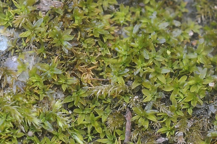 담뱃잎이끼 Hyophila propagulifera Broth. : 네이버 블로그