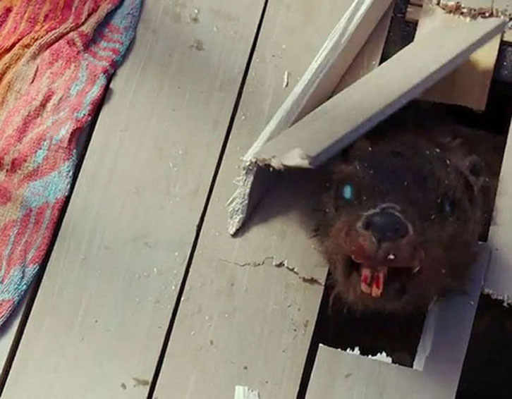 좀비버 (ZOMBEAVERS) 2장의 최신스틸 / 미국 공포코미디액션영화 : 네이버 블로그