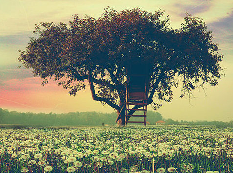 [생일로알아보는나의탄생나무]탄생나무가의미하는것, 나의 탄생나무알아보기 : 네이버 블로그