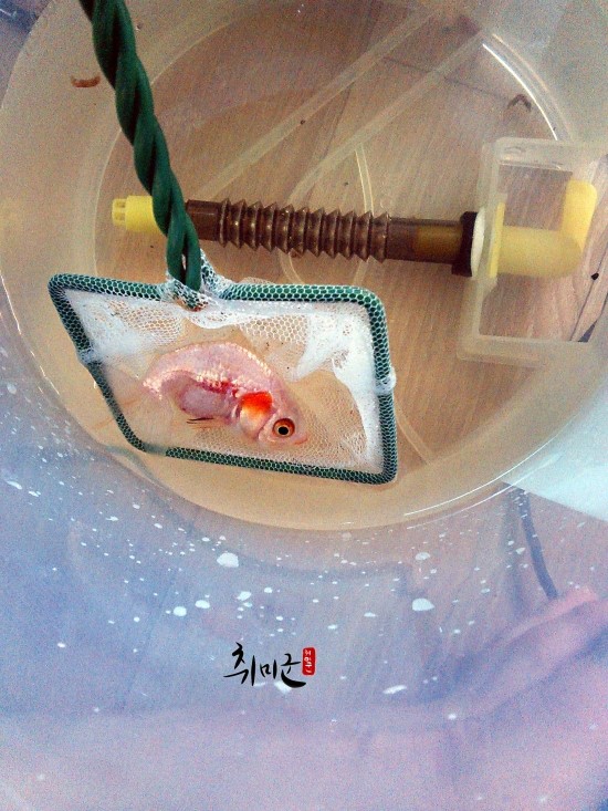 난주 궤양 치료 : 네이버 블로그
