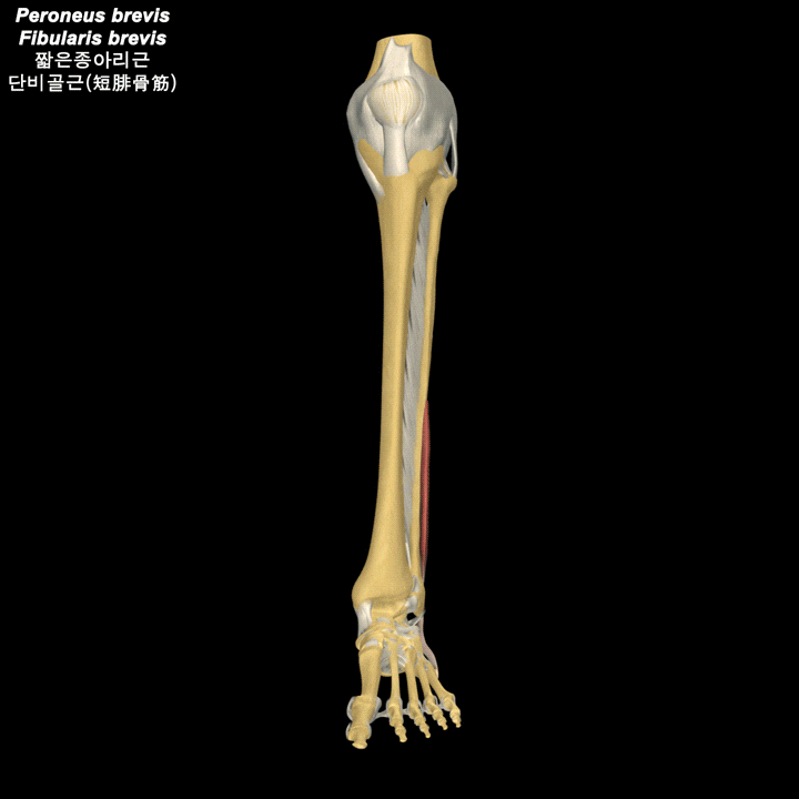 종아리(하퇴)의 근육 06 - Peroneus brevis, Fibularis brevis 짧은종아리근 단비골근(短腓骨筋 ...