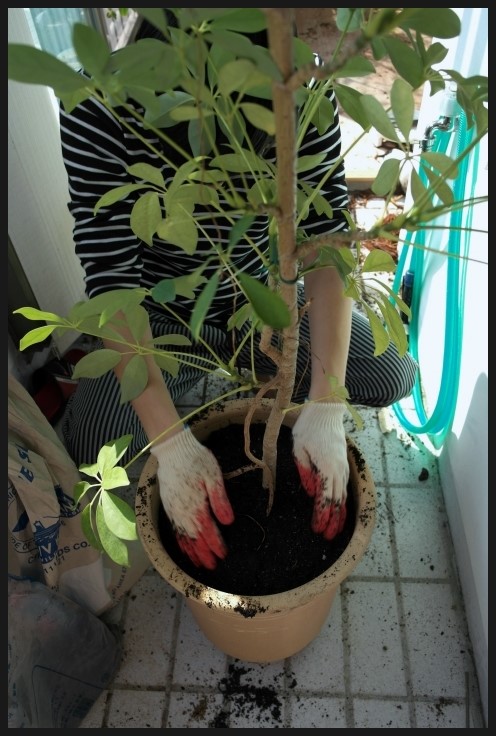 벤자민고무나무와 홍콩야자 분갈이 했어요 네이버 블로그