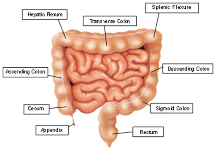 대장내시경(Colonoscopy)이란? : 네이버 블로그