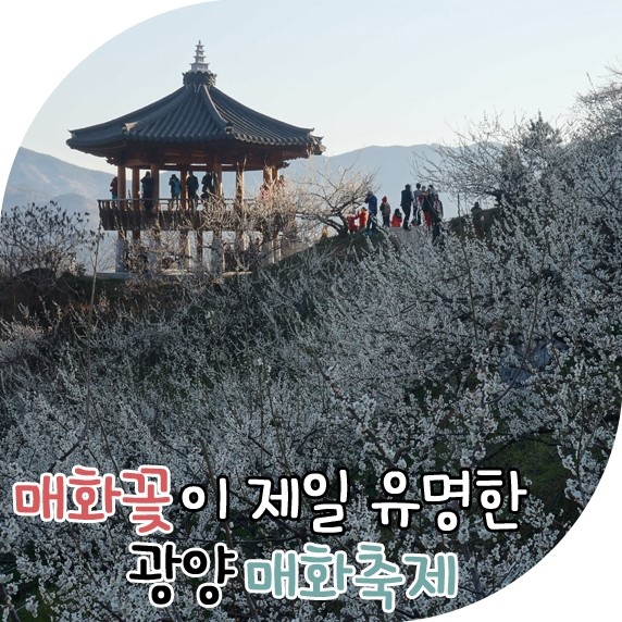 전남광양 국제문화매화축제 광양 섬진마을 매화정보화마을 광양매화마을 홍쌍리매실농원 네이버 블로그