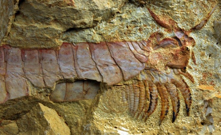 0.8m 괴물 새우 화석? Cambrian sea monster : 네이버 블로그