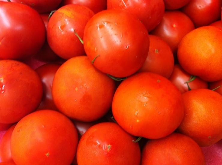 토마토 재배의 역사에 대해-1 : 네이버 블로그